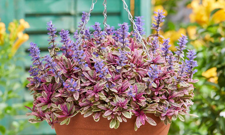 Domus Nursery - West Australian Plant Wholesaler