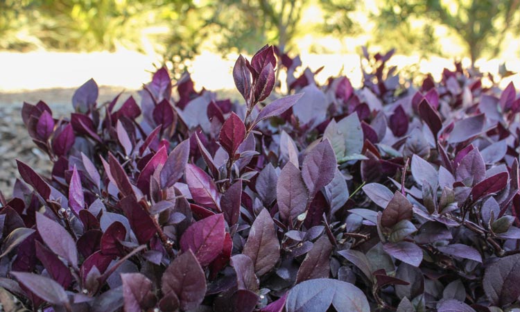 Domus Nursery - West Australian Plant Wholesaler