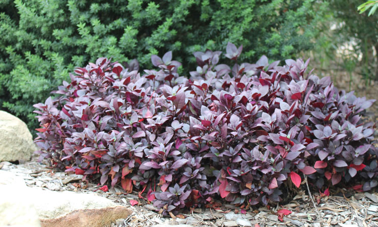 Domus Nursery - West Australian Plant Wholesaler