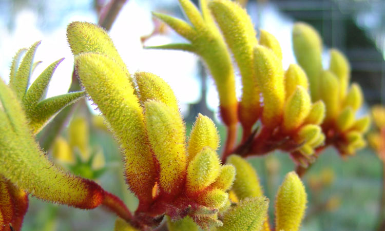 Domus Nursery - West Australian Plant Wholesaler