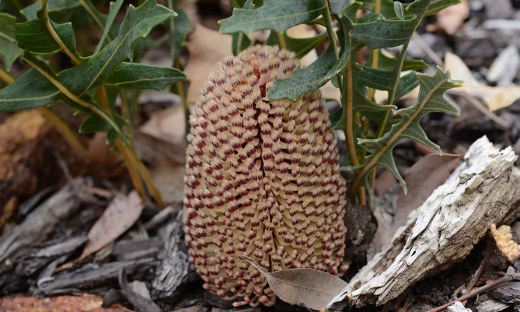 Domus Nursery - West Australian Plant Wholesaler
