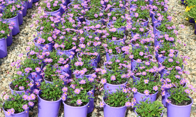 Domus Nursery - West Australian Plant Wholesaler