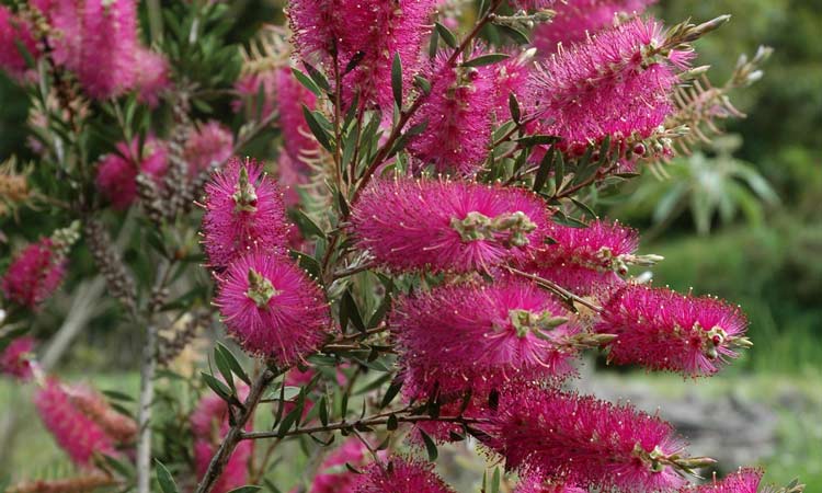 Domus Nursery - West Australian Plant Wholesaler