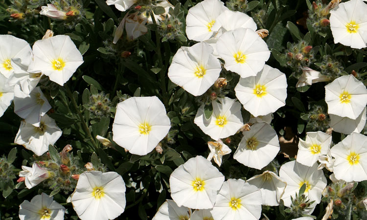 Domus Nursery - West Australian Plant Wholesaler