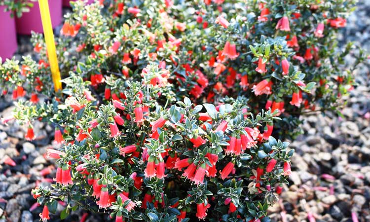 Domus Nursery - West Australian Plant Wholesaler