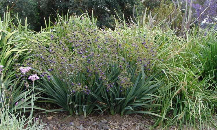Domus Nursery - West Australian Plant Wholesaler
