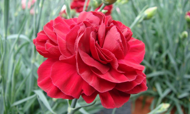 Domus Nursery - West Australian Plant Wholesaler