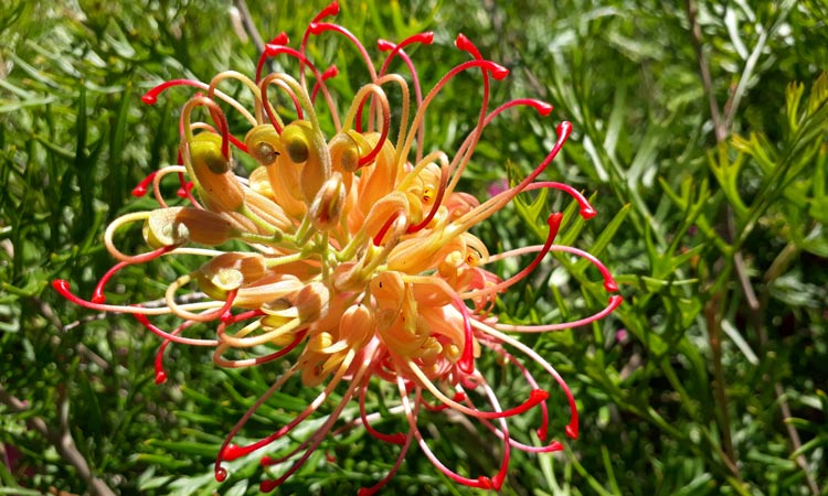 Domus Nursery - West Australian Plant Wholesaler