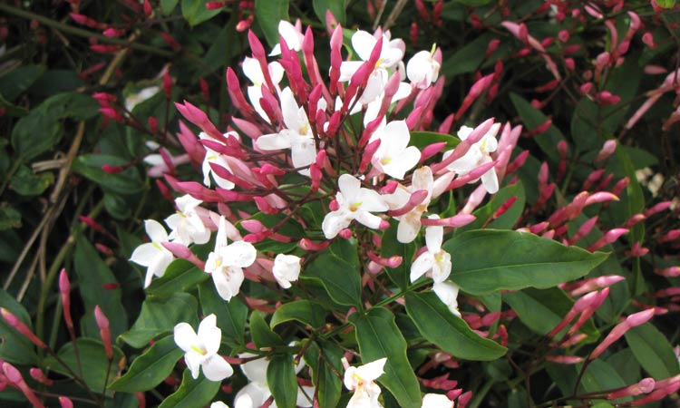 Domus Nursery - West Australian Plant Wholesaler