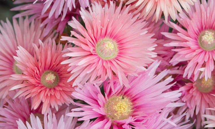 Domus Nursery - West Australian Plant Wholesaler