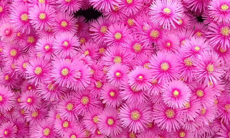 Domus Nursery - West Australian Plant Wholesaler