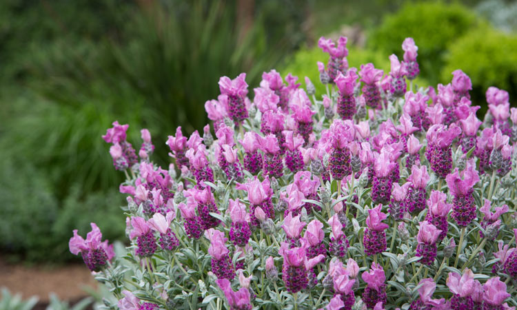 Domus Nursery - West Australian Plant Wholesaler