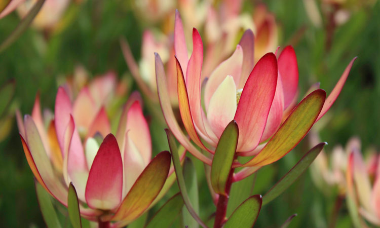 Domus Nursery - West Australian Plant Wholesaler