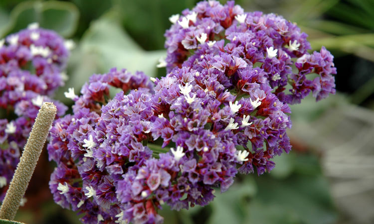 Domus Nursery - West Australian Plant Wholesaler