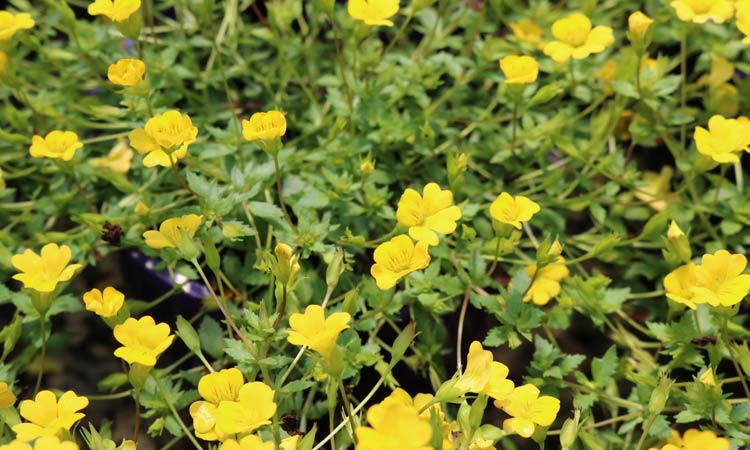 Domus Nursery - West Australian Plant Wholesaler