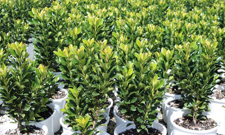 Domus Nursery - West Australian Plant Wholesaler