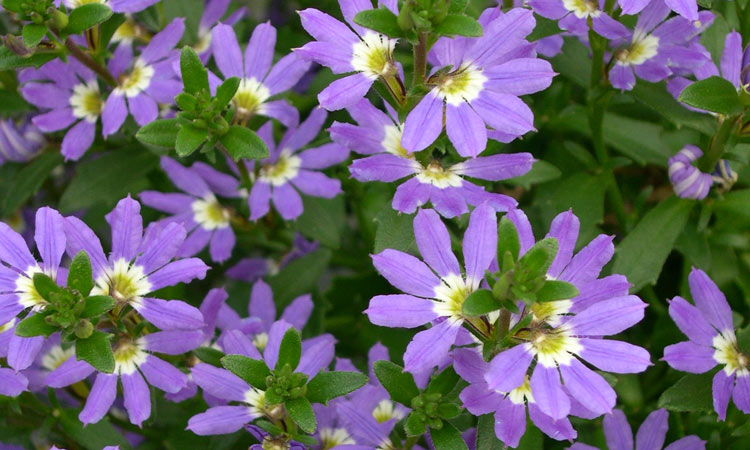 Domus Nursery - West Australian Plant Wholesaler