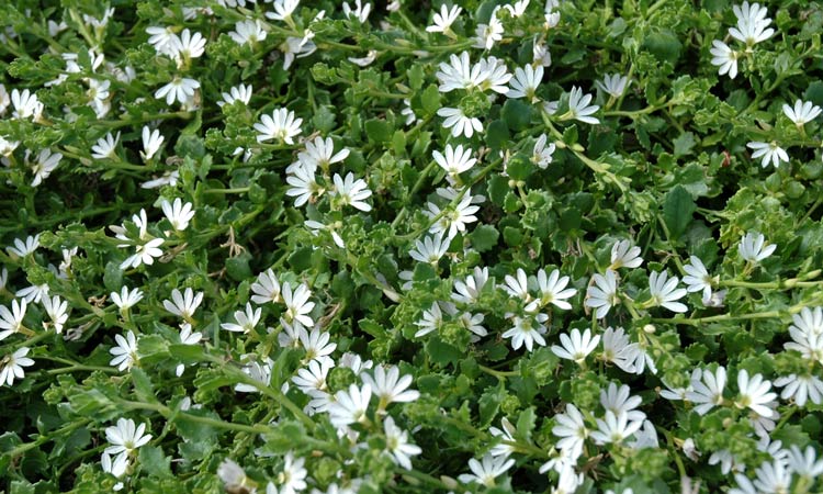 Domus Nursery - West Australian Plant Wholesaler