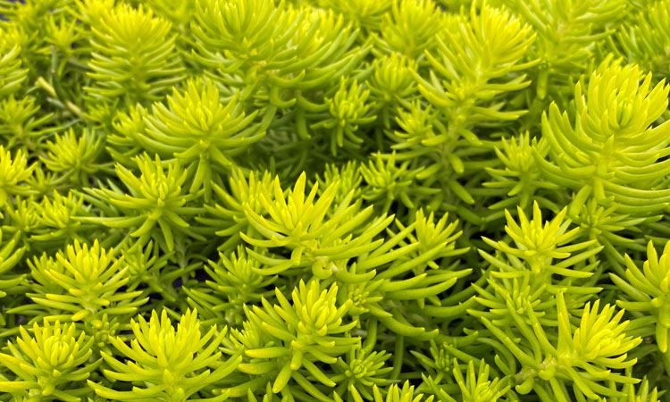 Domus Nursery - West Australian Plant Wholesaler