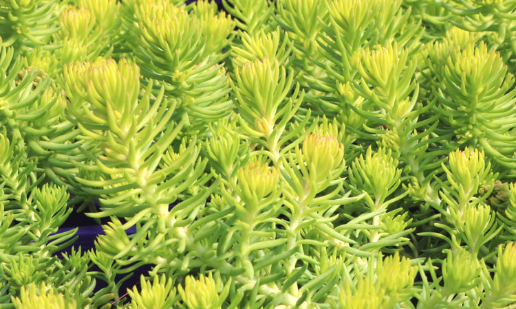 Domus Nursery - West Australian Plant Wholesaler