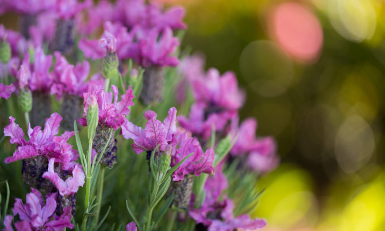 Domus Nursery - West Australian Plant Wholesaler