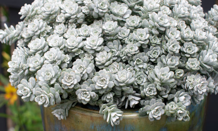 Domus Nursery - West Australian Plant Wholesaler