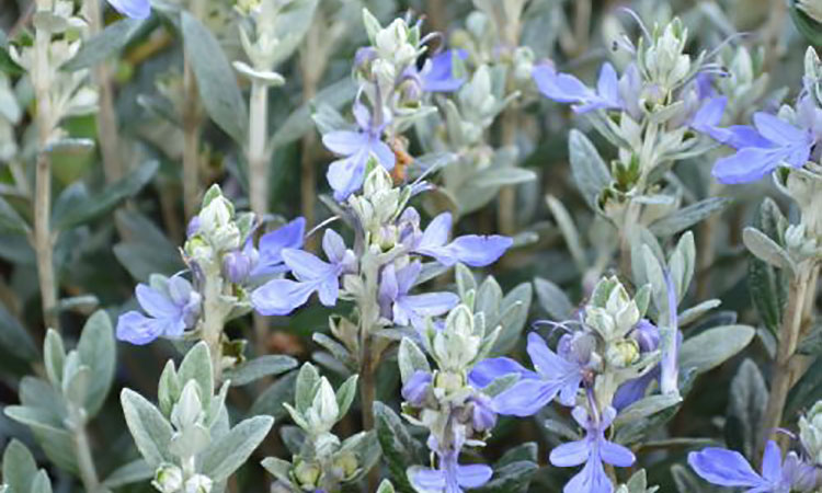 Domus Nursery - West Australian Plant Wholesaler